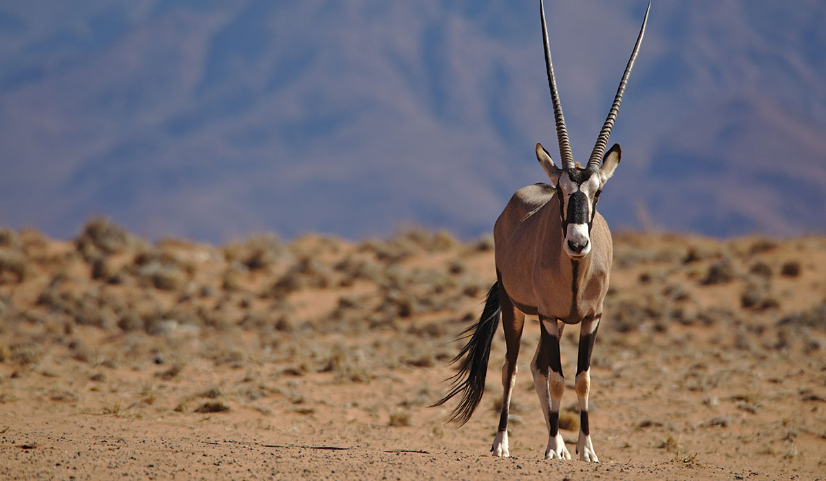About Us • Economic Association of Namibia